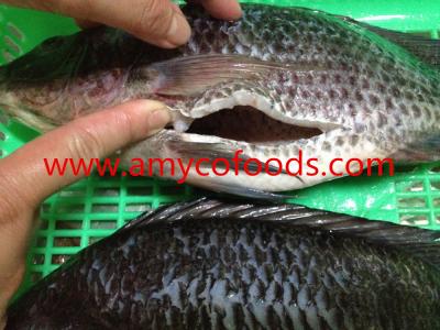 China High quality IQF frozen tilapia gutted and scaled with low price for sale