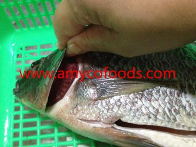 China High quality fresh tilapia gutted and scaled with competitive price for sale