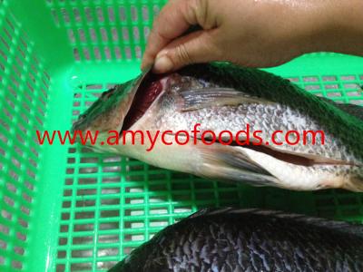 China High quality fresh tilapia gutted and scaled processed from alive raw material fish for sale