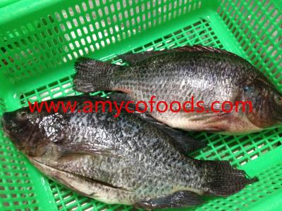 China High quality fresh tilapia gutted and scaled processed from alive fish for sale
