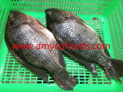 China High quality fresh tilapia GS processed from alive fish for sale