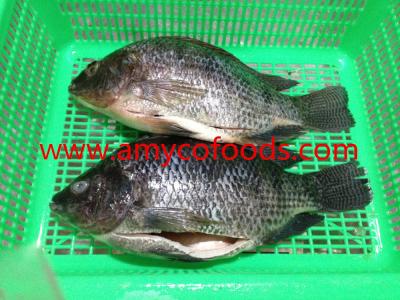 China High quality low price fresh tilapia GS processed from alive fish for sale