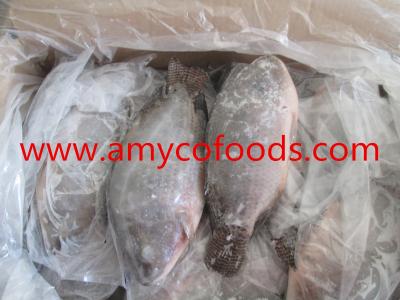 China High quality low price fozen tilapia GS processed from alive fish for sale