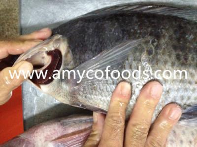 China High quality low price fozen tilapia WR processed from alive fish for sale