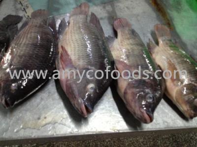 China High quality low price fozen tilapia whole round supply from China for sale
