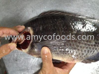 China High quality low price fozen tilapia whole round supply in China for sale