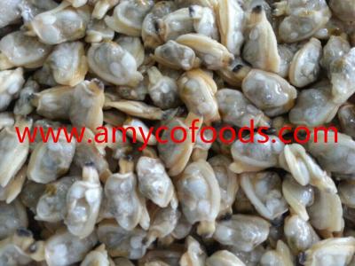 China High quality frozen cooked short neck clam meat with low price for sale