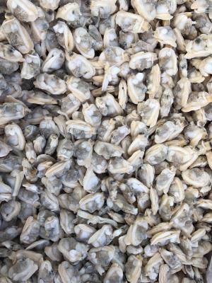 China High quality low price frozen boiled short neck clam meat good taste for sale