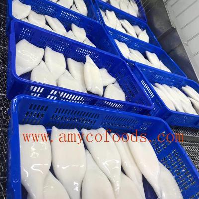 China Frozen squid tubes high quality and competitive price supply in China for sale