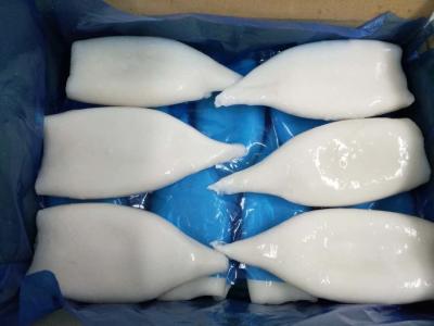China High quality and low price frozen squid tube supply in China for sale