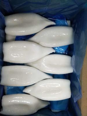 China High quality and competitive price frozen squid tubes for sale