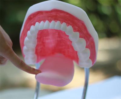 Cina Modello anatomico umano di cure odontoiatriche di 6 denti di volte 32 in vendita