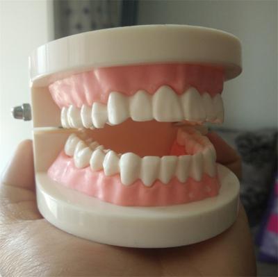 Cina Modello standard Detachable di cura di PlasticTeeth di 1:1 in vendita