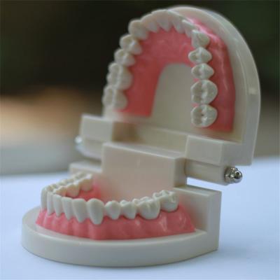 Cina Modello standard Detachable di cura di PlasticTeeth di 1:1 in vendita