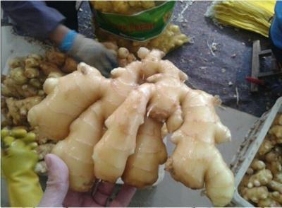 China 2015 Organic China Bulk Supply Fresh Ginger for sale