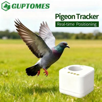China 2.6g Lightweight Racing Pigeon GPS Tracker Tamper Proof Non Real Time GPS Tracker Ring for sale
