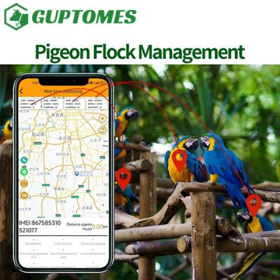 China GPS LBS Dual Mode Bird Parrot GPS Tracker 2G With Flight Path And Historical Trajectory for sale