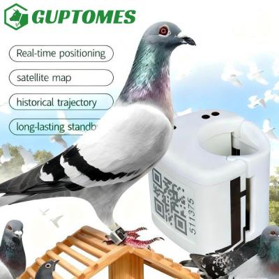 Cina Tipo C Doppio caricamento Corse GPS Pigeon Tracking Anelli GPS LBS Posizionamento preciso in vendita