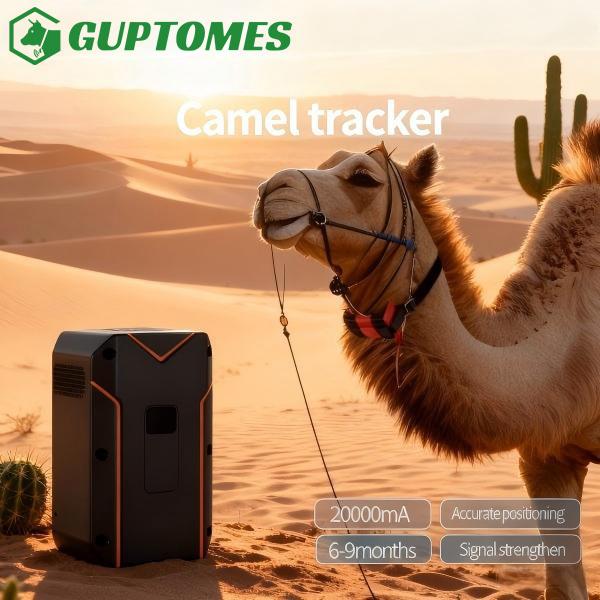 Quality Camel Livestock Animals GPS Tracker Long Standby Multi Mode Accurate Positioning for sale