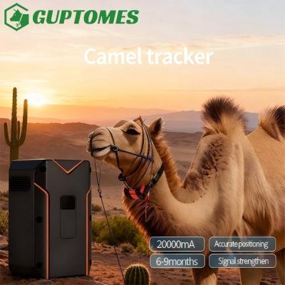 China Voice Intercom Camel Tracking Device With Geo Fencing Real Time Historical Trajectory for sale