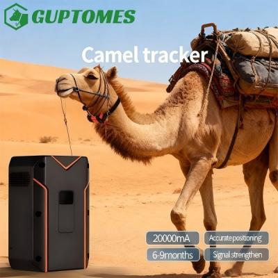 China 20000mAh Camel GPS Tracker 412g Compact GPS For Livestock Monitoring for sale