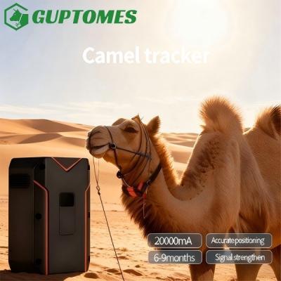 China Durable Camel GPS Tracker GPS BDS WIFI Multi Positioning For Harsh Environment for sale