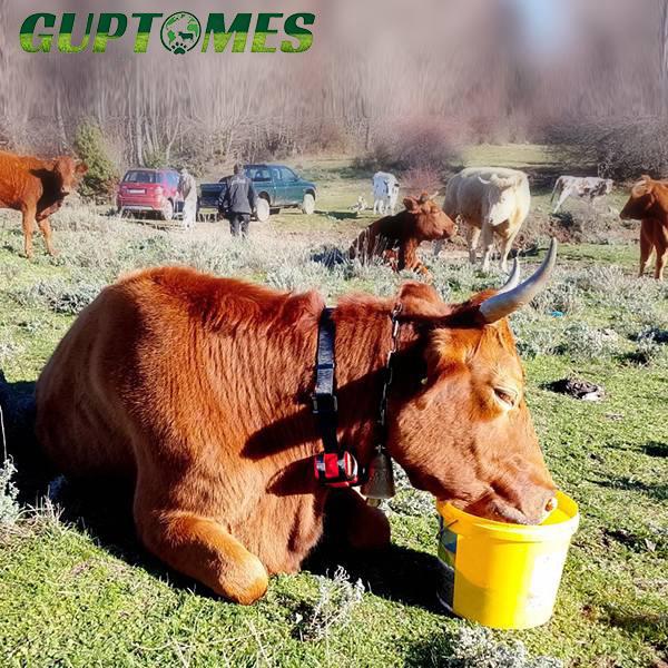 Quality 30000mAh Battery Rugged Cattle GPS Tracker With GPS BDS WIFI Multi Positioning for sale