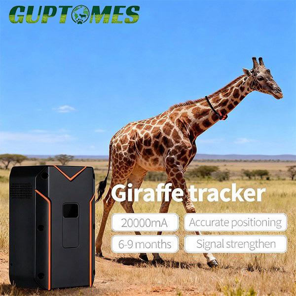 Quality 20000mAh Battery Animal Tracking Systems Giraffe GPS Tracking Collars For Wildlife for sale