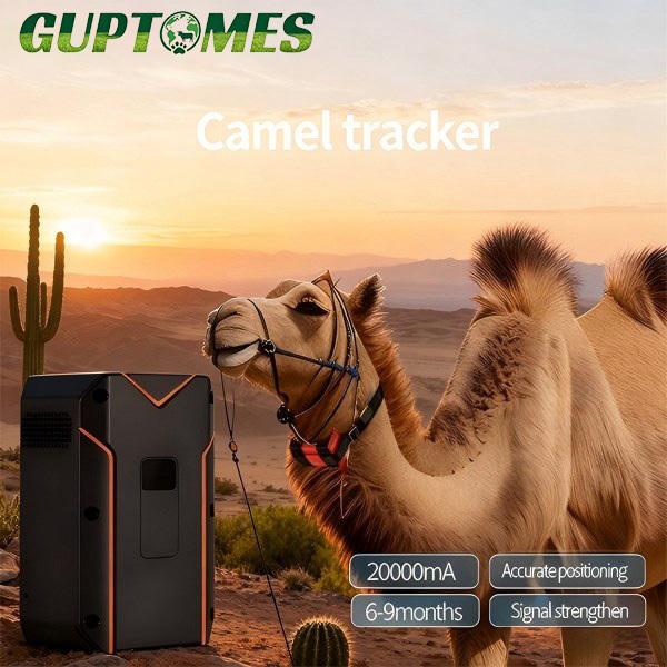 Quality 20000mAh Camel GPS Tracker 412g Compact GPS For Livestock Monitoring for sale