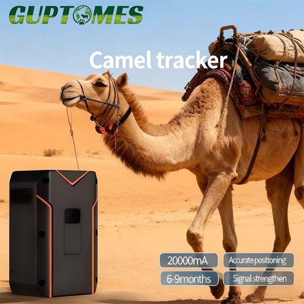 Quality Camel GPS Monitoring Solution Real Time GPS Tracking With Voice Intercom for sale