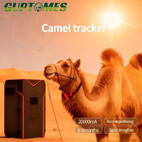 Quality Durable Camel GPS Tracker GPS BDS WIFI Multi Positioning For Harsh Environment for sale