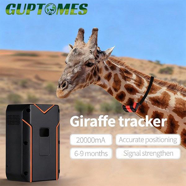Quality Long Standby Animals GPS Tracker 20000mAh GPS Tracker For Giraffe / Livestock for sale
