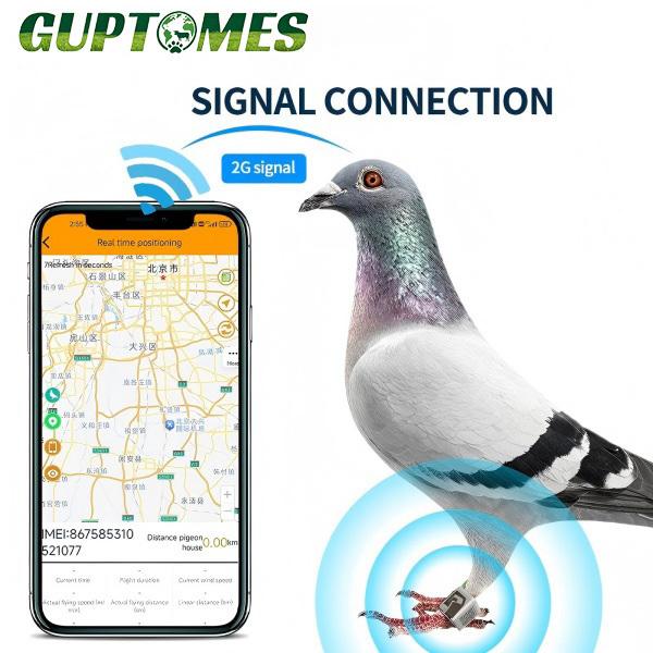Quality GPS+LBS Pigeon Tracking Device 5-15m High Accuracy Daily Waterproof 80mAh Type-C Charging for sale