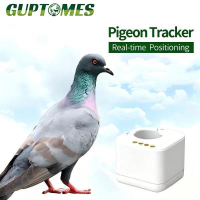 China Compact Racing Pigeon Tracking Devices Rings 2.6g Data Security For Breeding Selection for sale