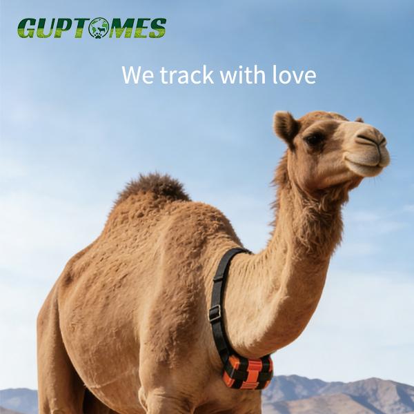 Quality GUPTOMES 30,000mAh Long-Life GPS Livestock Tracker - Waterproof & Heavy-Duty Tracking for Camels for sale