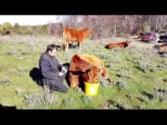 Tracker GPS per bestiame in standby GPS BDS WIFI Tracker per bestiame batteria da 20000mAh