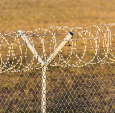 China 500 M Barbed Galvanised Razor Wire Anti Climb Bird Protective for sale