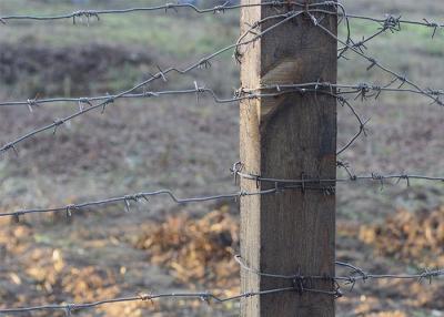 Farm Protection 50kg Double Strand Traditional Twist Barbed Wire Roll