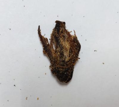 Cina Spuntini popolari di svago a scatti del fungo del vegano di sapore del pepe nero in vendita