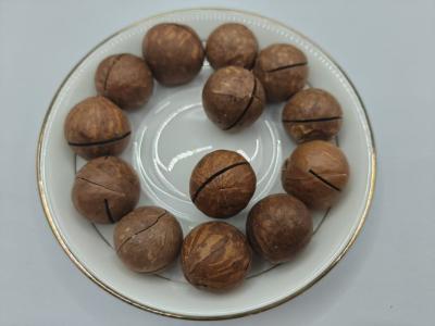 Cina Noci di macadamia in vendita