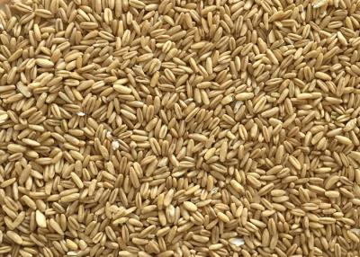 Cina L'avena alta tecnologia/farina d'avena/cereali caldi dello SpA colora il vaglio dell'avena sativa del selezionatore in vendita