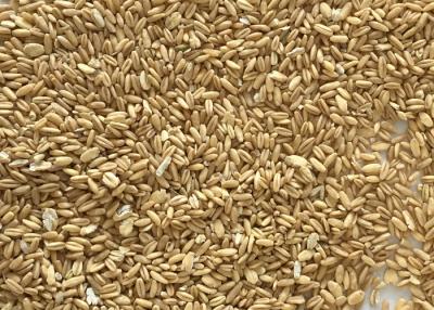 Cina L'avena alta tecnologia/farina d'avena/cereali caldi dello SpA colora il vaglio dell'avena sativa del selezionatore in vendita