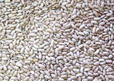 China Os feijões da capacidade máxima colorem a máquina de processamento das grões do classificador à venda