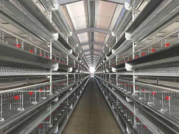 chicken cages