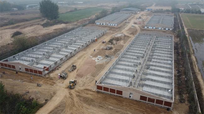 Steel Structure Pig House For Pig Feeding Farm