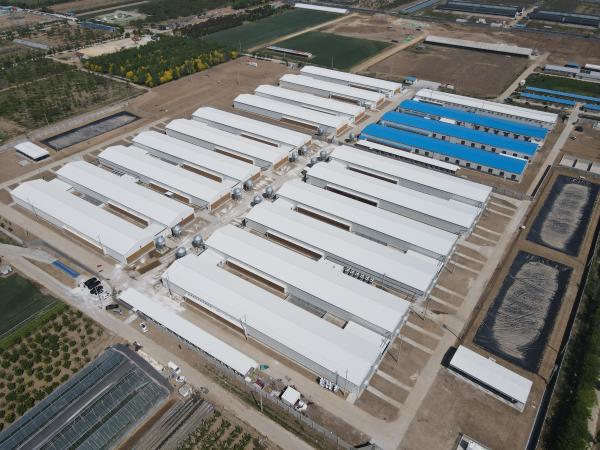 Quality Industrial Steel Structural Buildings Prefabricated Steel Poultry House for sale