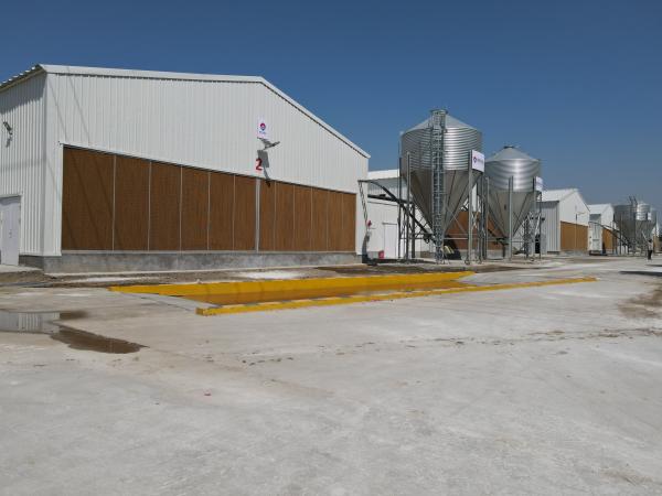 Quality Industrial Steel Structural Buildings Prefabricated Steel Poultry House for sale