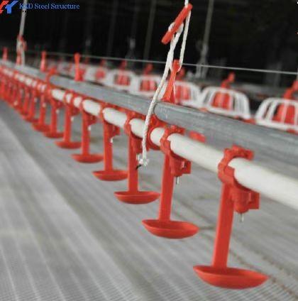 Multiple nipple drinkers in operation