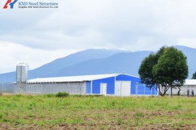 China Q345 Q235 Steel Poultry House with Automatic Feeding and Drinking Systems for sale