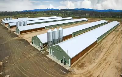 China Custom Steel Poultry House with Automatic Feeding & Drinking Systems for sale